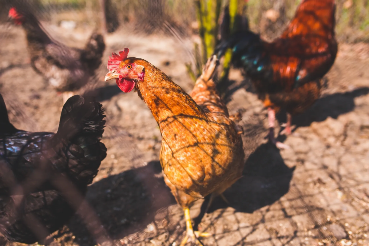Fresh & Live Poultry – Fresh & Live Poultry|Ewing & Trenton Area NJ